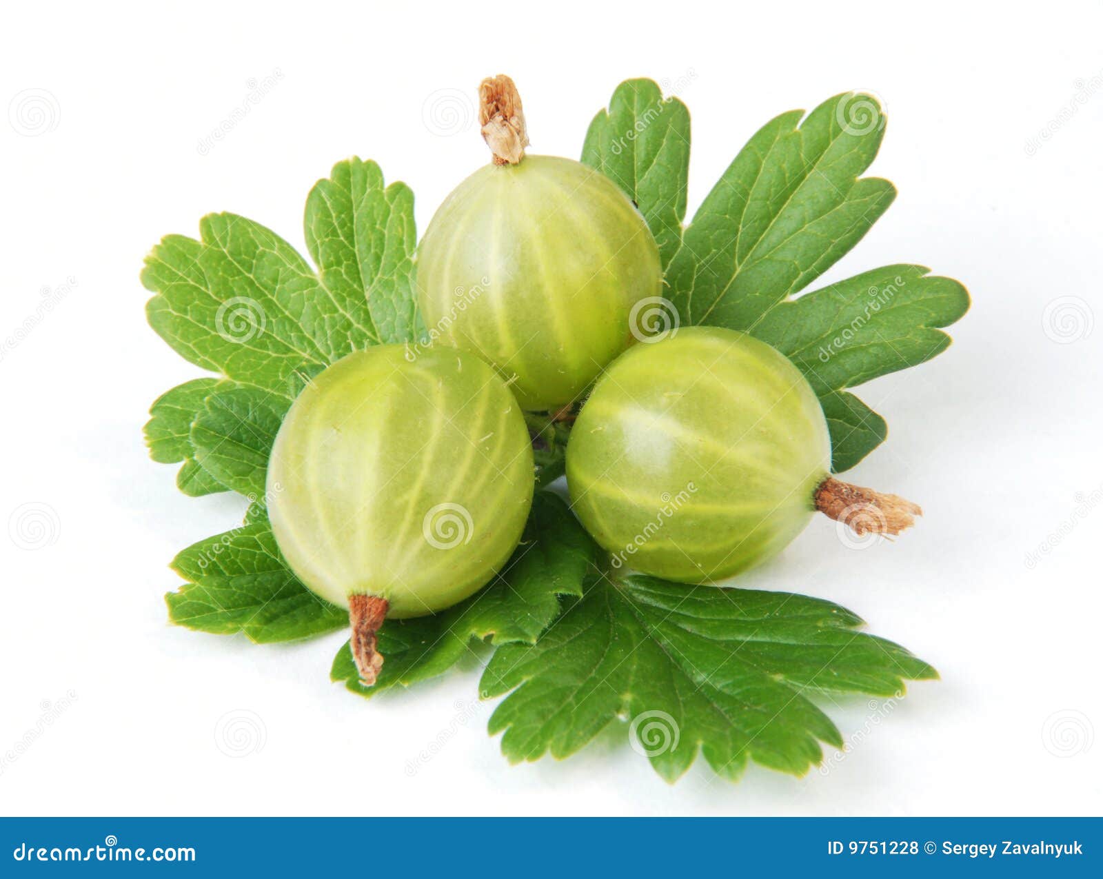 Stachelbeere stockfoto. Bild von nachtisch, stachelbeere - 9751228