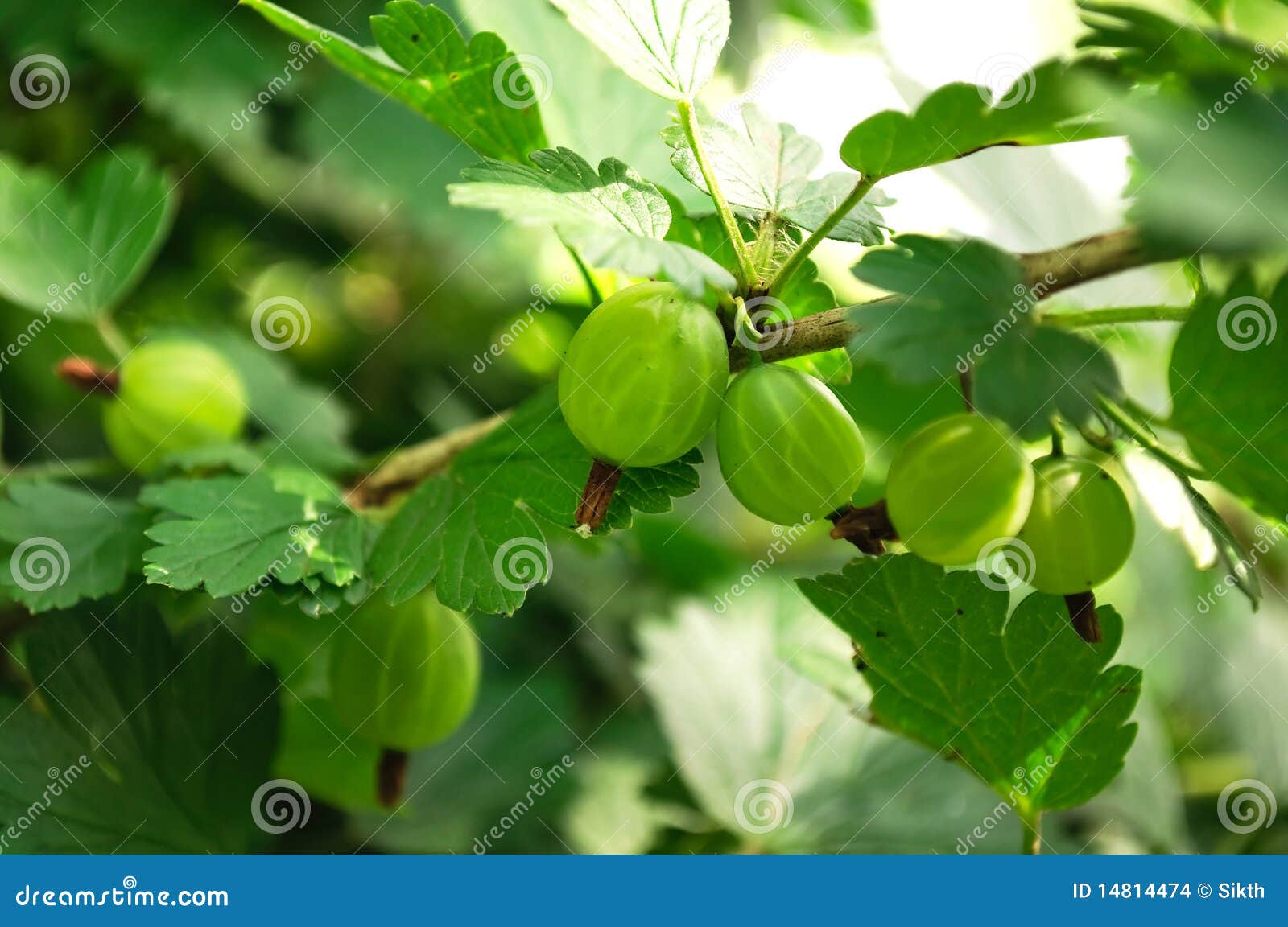 Stachelbeeren stockfoto. Bild von gesund, sammeln, landwirtschaft ...