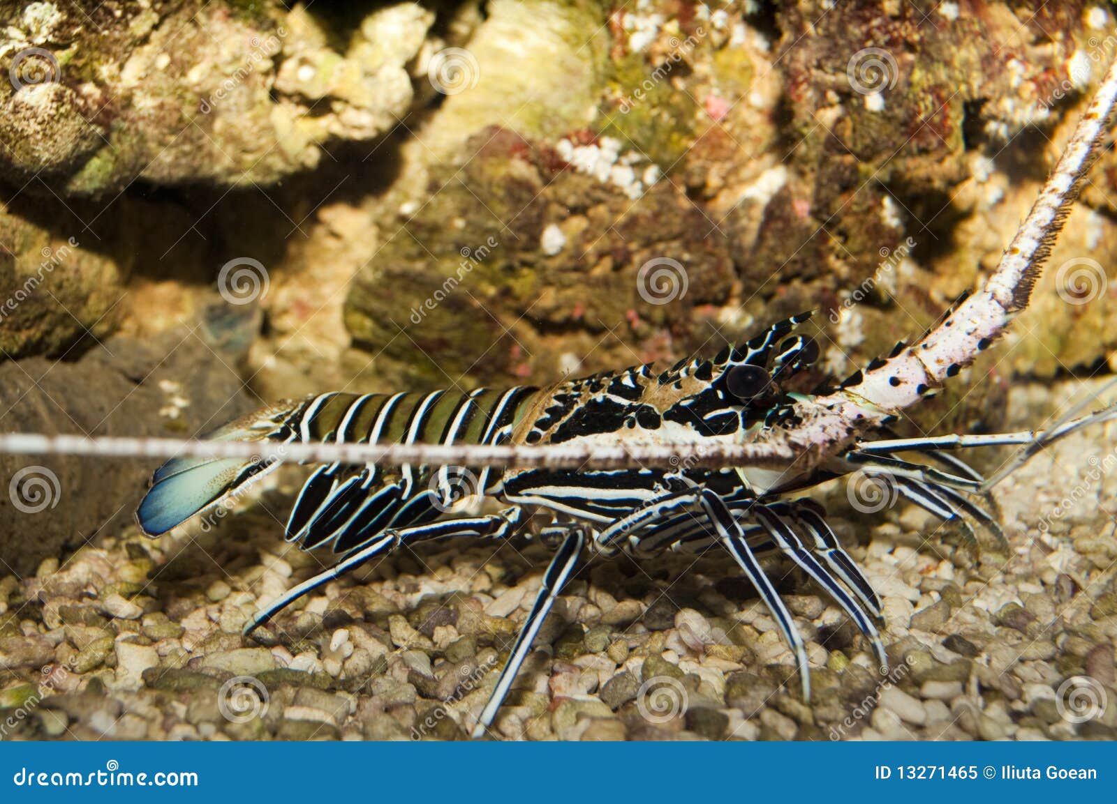 Stacheliger Blauer Hummer (Panulirus Versicolor) Stockbild - Bild von ...