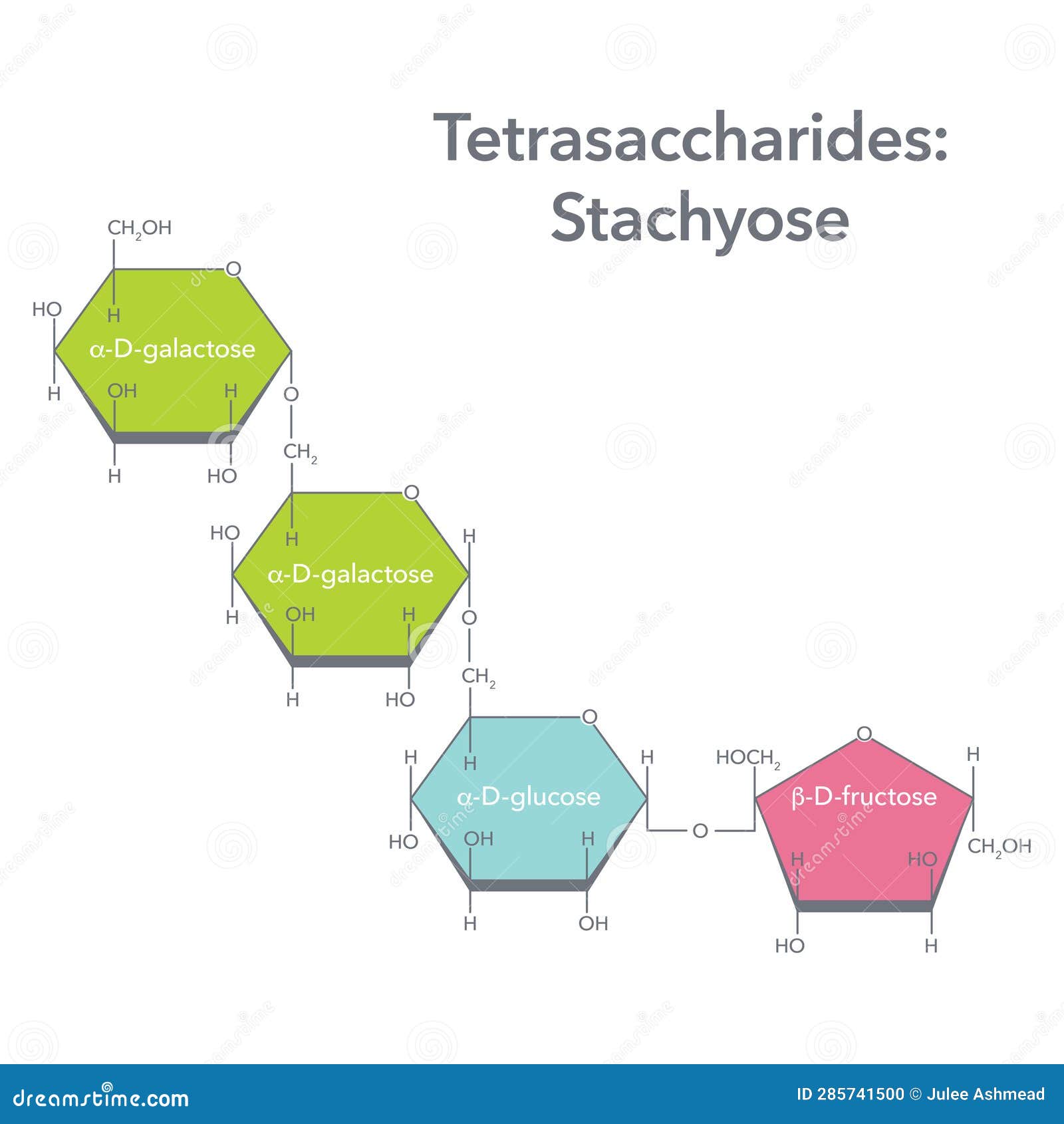 Tetrasaccharide Stachyose Biochemistry Vector Illustration Diagram ...