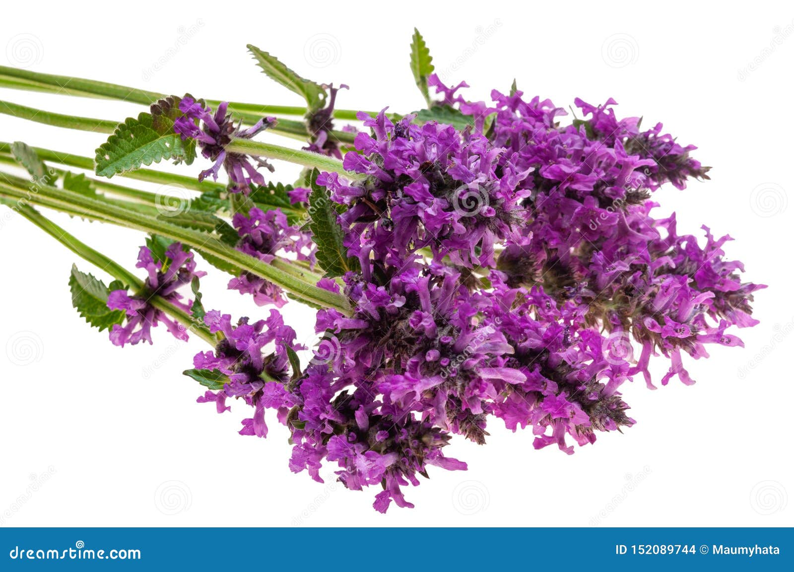 Stachys Officinalis Isolated White Background Stock Photo - Image of ...