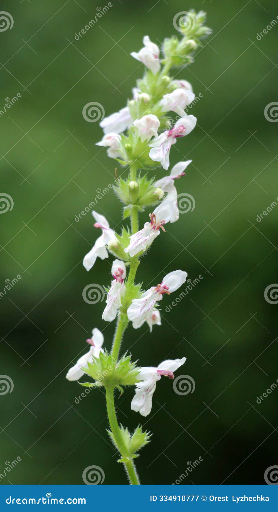 Stachys Recta Grows in Nature Stock Image - Image of lamiaceae, blossom ...