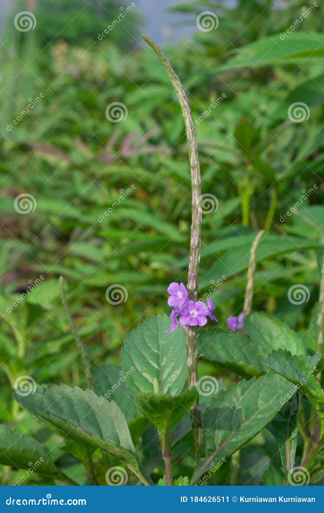 Stachytarpheta Cayennensis Flowers that Grow in the Fields Stock Image ...