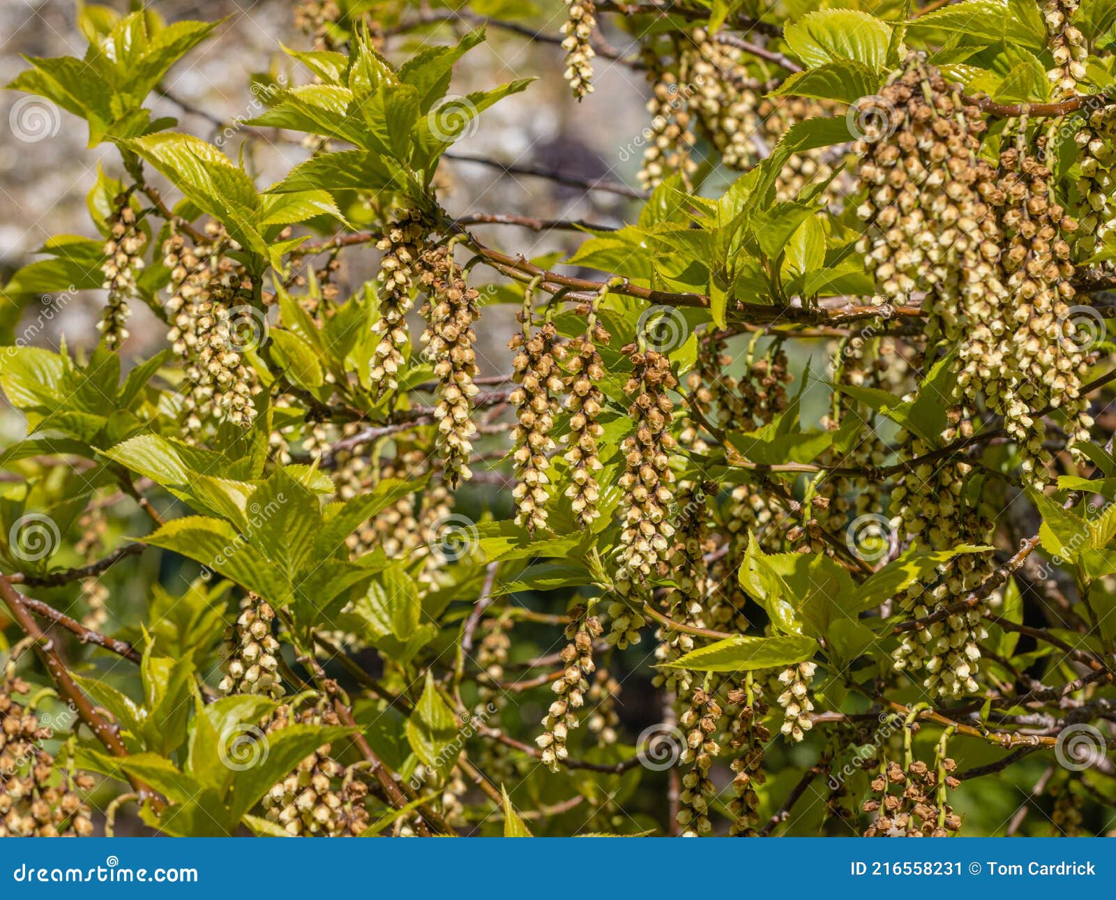 Stachyurus praecox stock image. Image of close, ornamental - 216558231