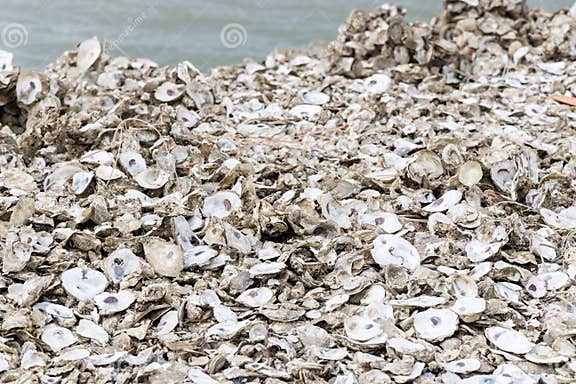 Stack of oyster shell stock photo. Image of nature, textured - 322131496