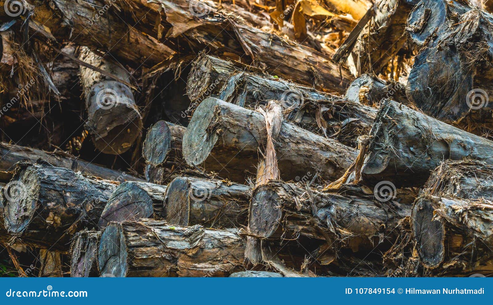 Stack of timber stock photo. Image of wood, timber, harvest - 107849154