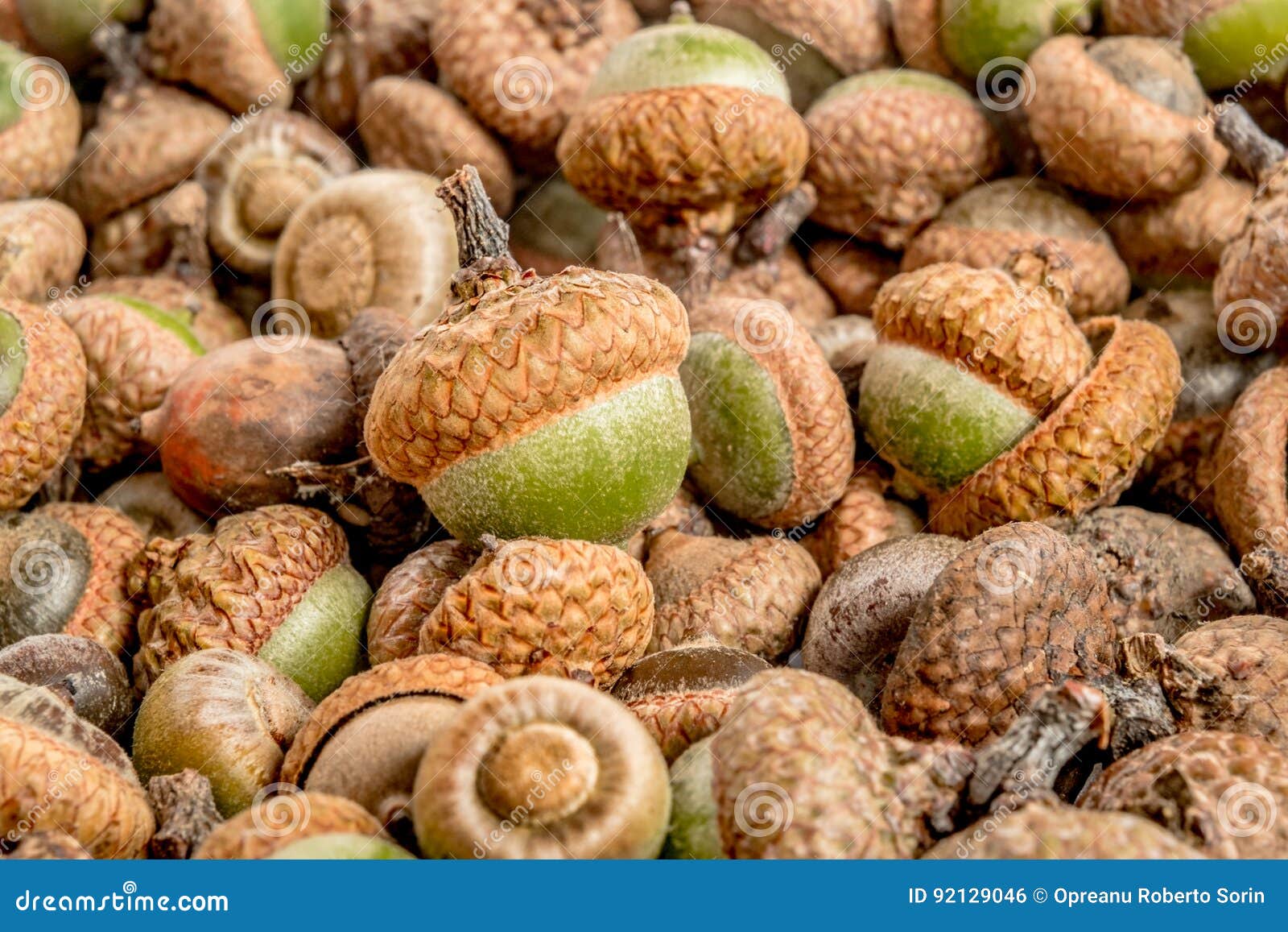 Stack of acorns background stock photo. Image of heap - 92129046