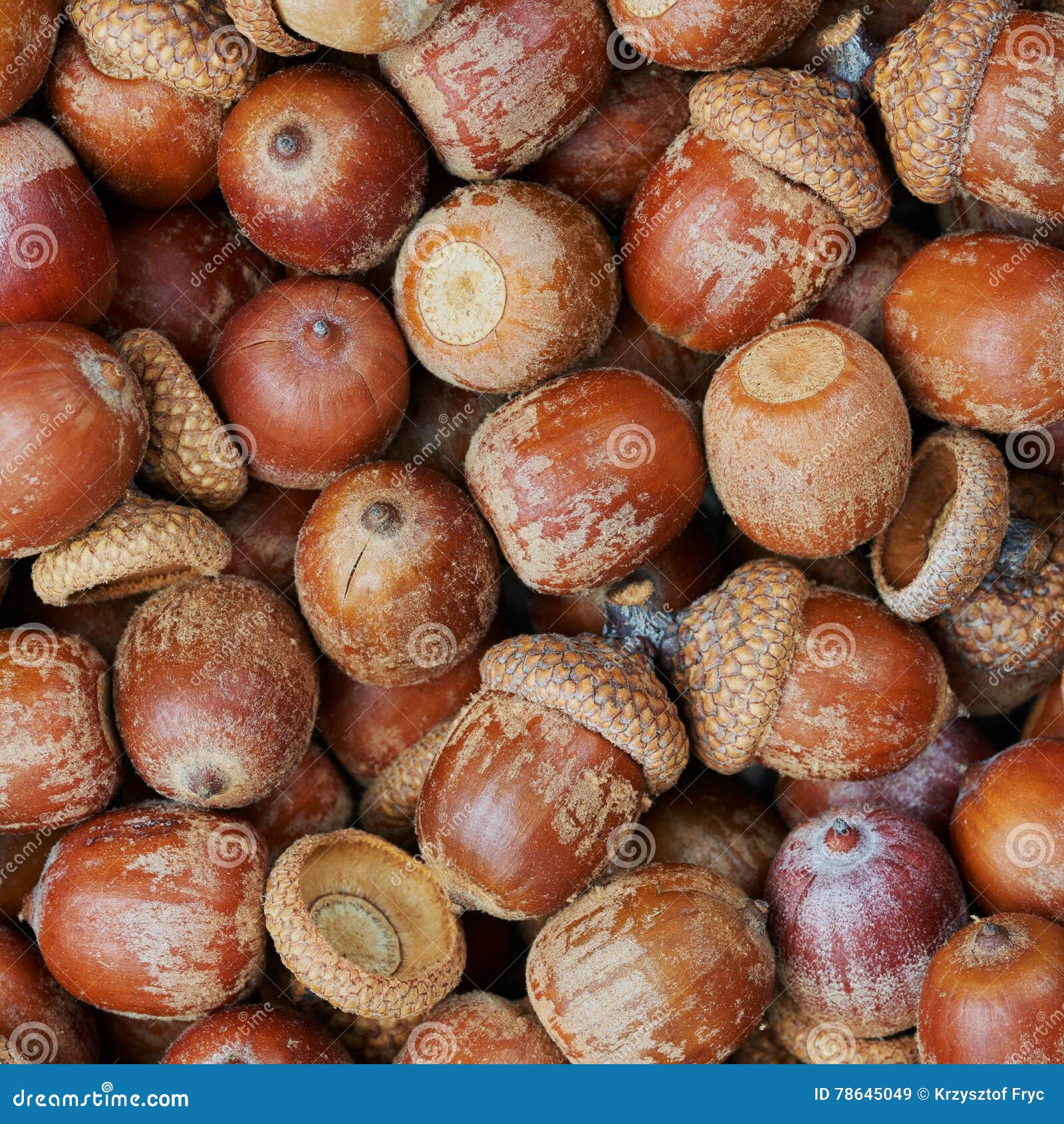 Stack of acorns stock image. Image of organic, nature - 78645049