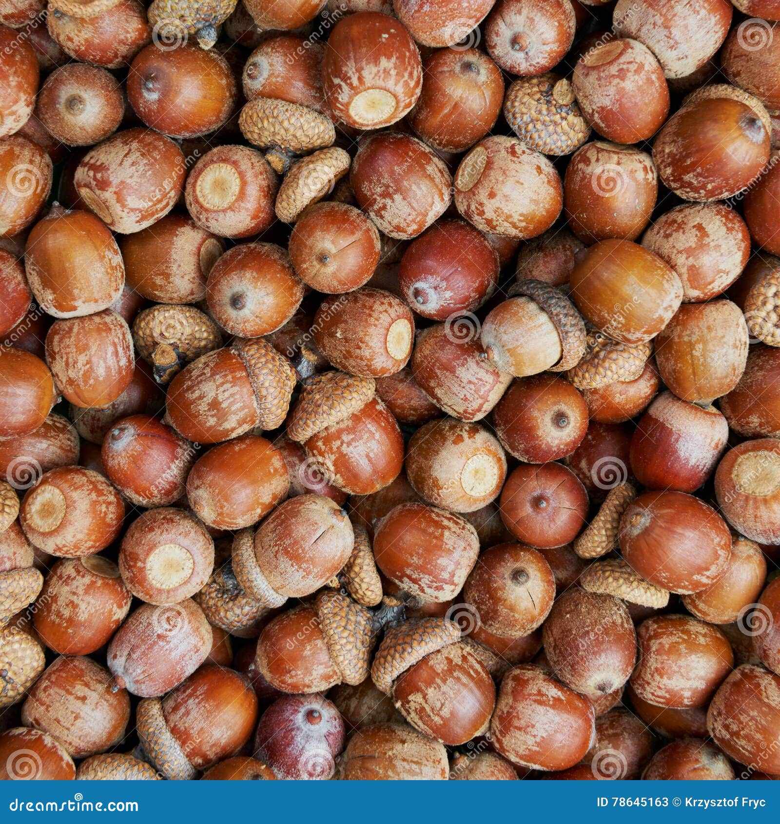 Stack of acorns stock image. Image of fresh, husk, october - 78645163