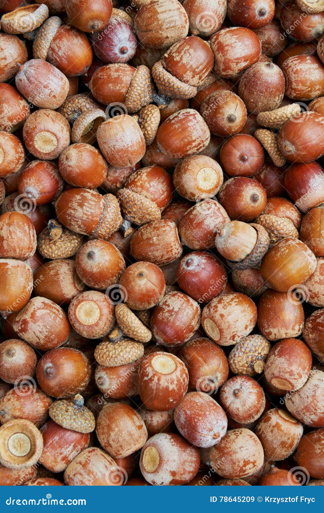 Stack of acorns stock image. Image of empty, background - 78645209