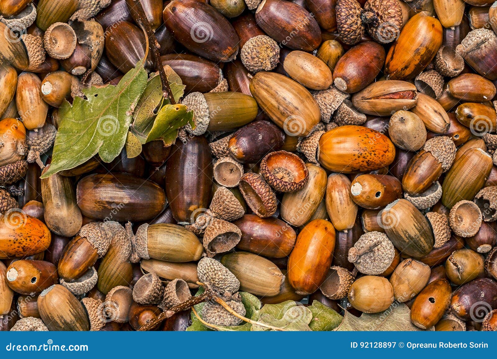 Stack of Acorns. Natural Autumnal Background Stock Image - Image of ...
