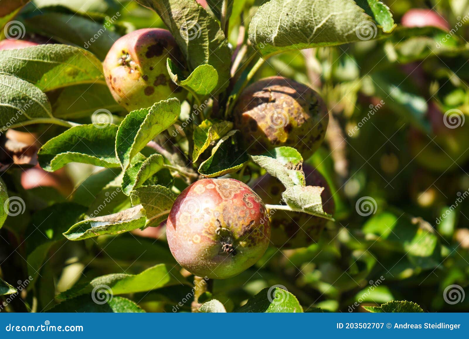 Apple scab disease stock image. Image of bacteria, apfelschorf - 203502707