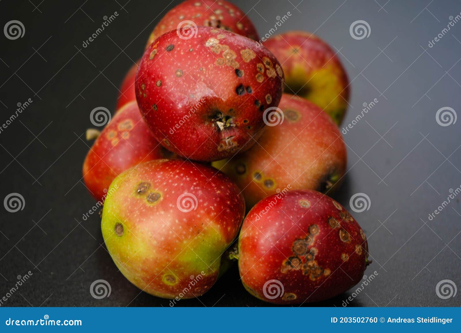 Apple scab disease stock photo. Image of garden, green - 203502760