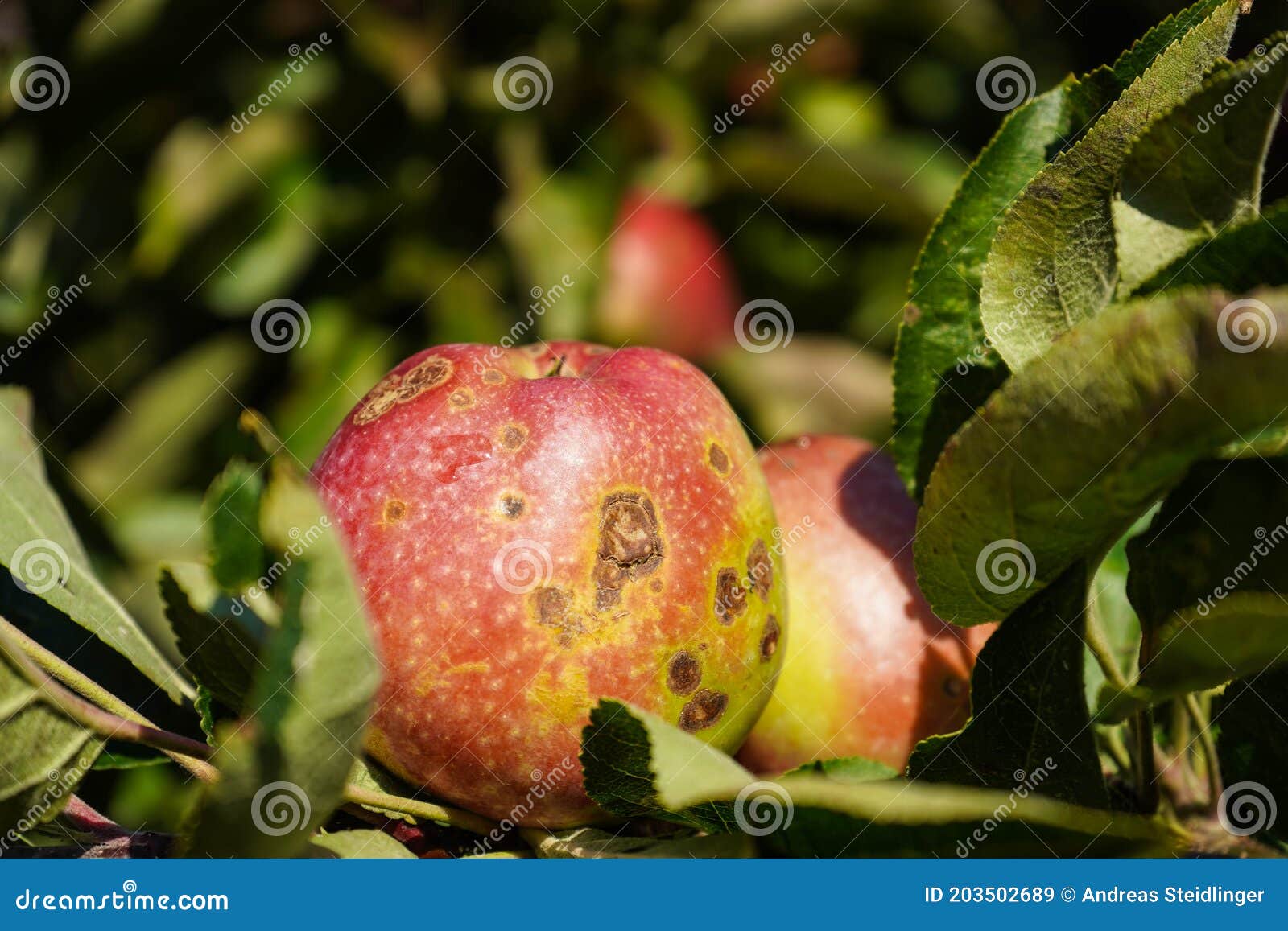 Apple scab disease stock image. Image of epidemics, domestica - 203502689