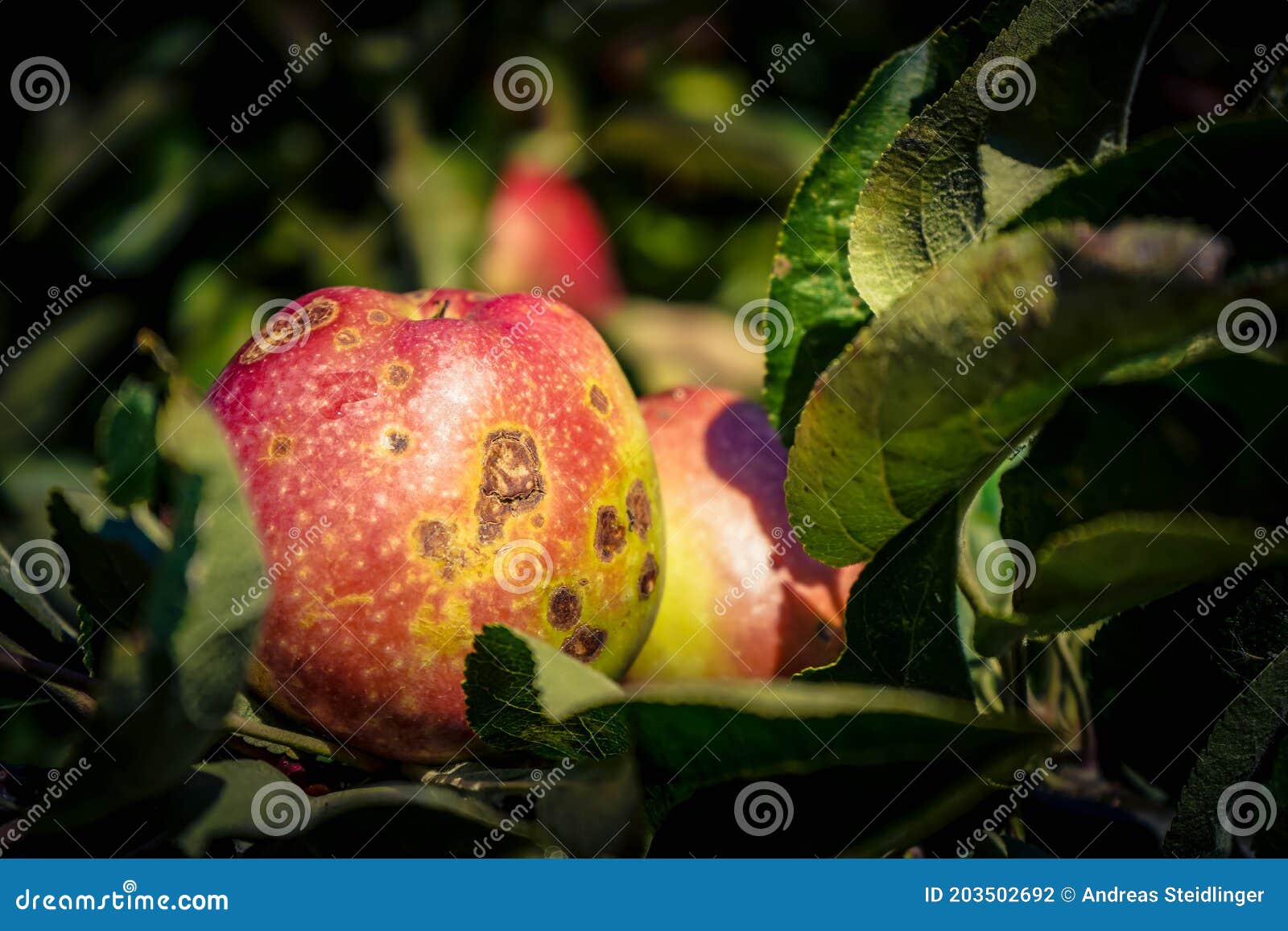 Apple scab disease stock photo. Image of autumn, leaf - 203502692