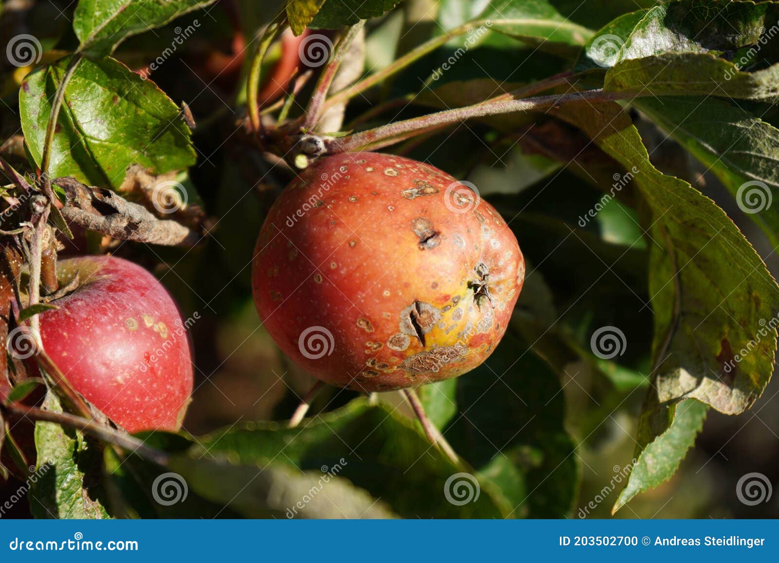 Apple scab disease stock photo. Image of cell, fungi - 203502700
