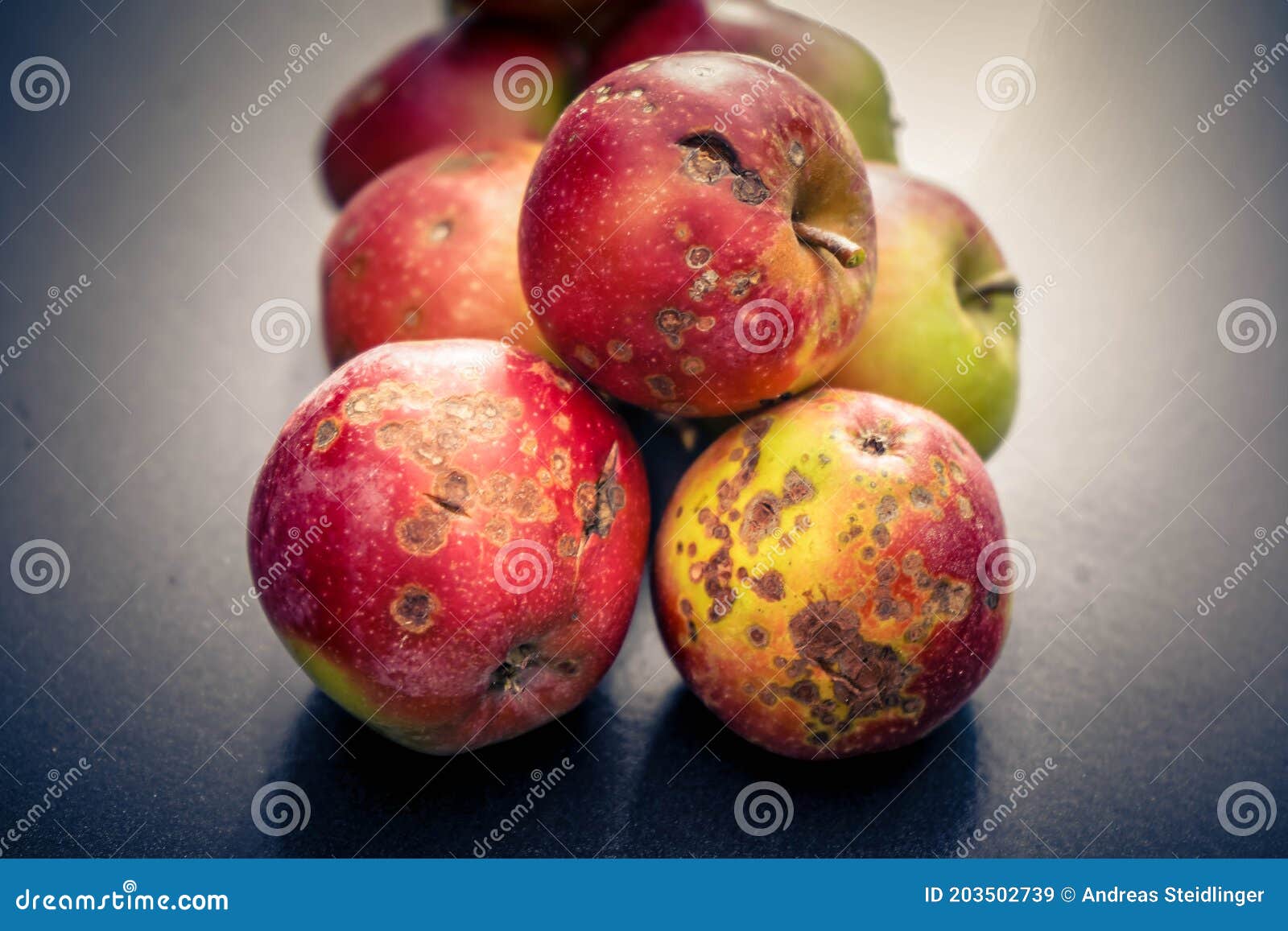 Apple scab disease stock image. Image of disease, garden - 203502739