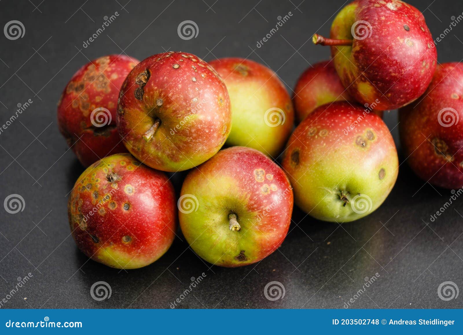 Apple scab disease stock photo. Image of harvest, candida - 203502748