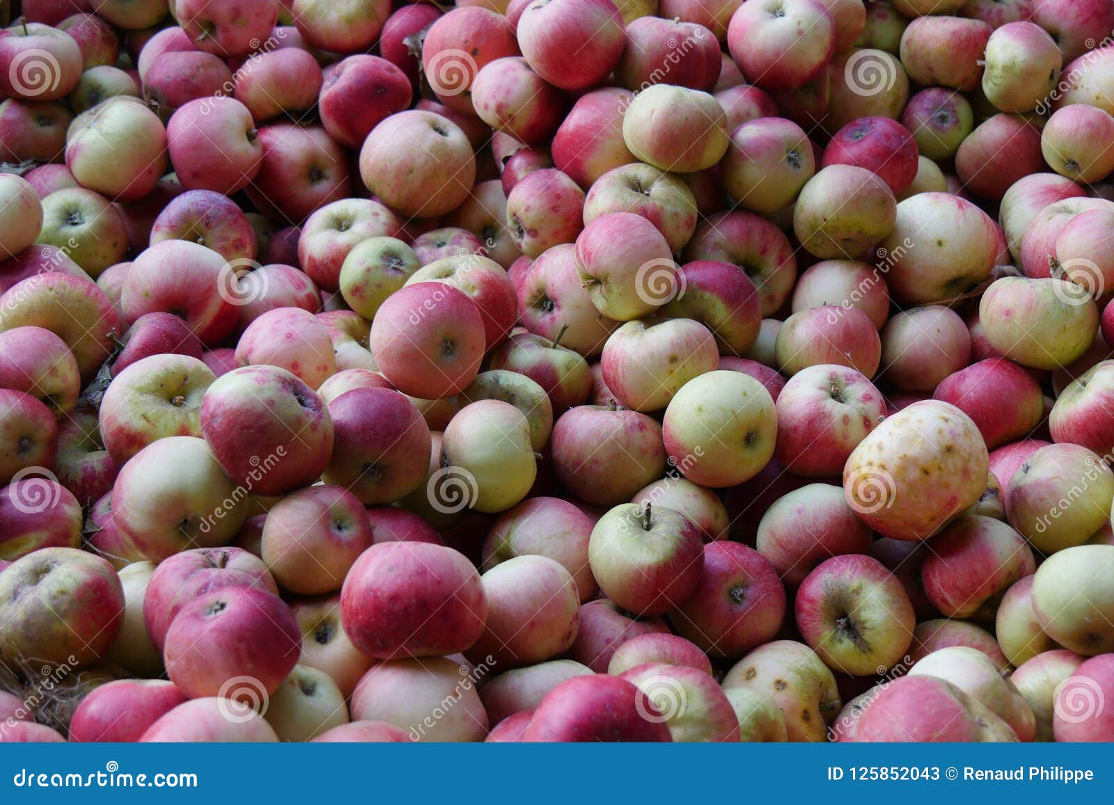 Stack of Apples from the Orchard Stock Image - Image of freshness ...