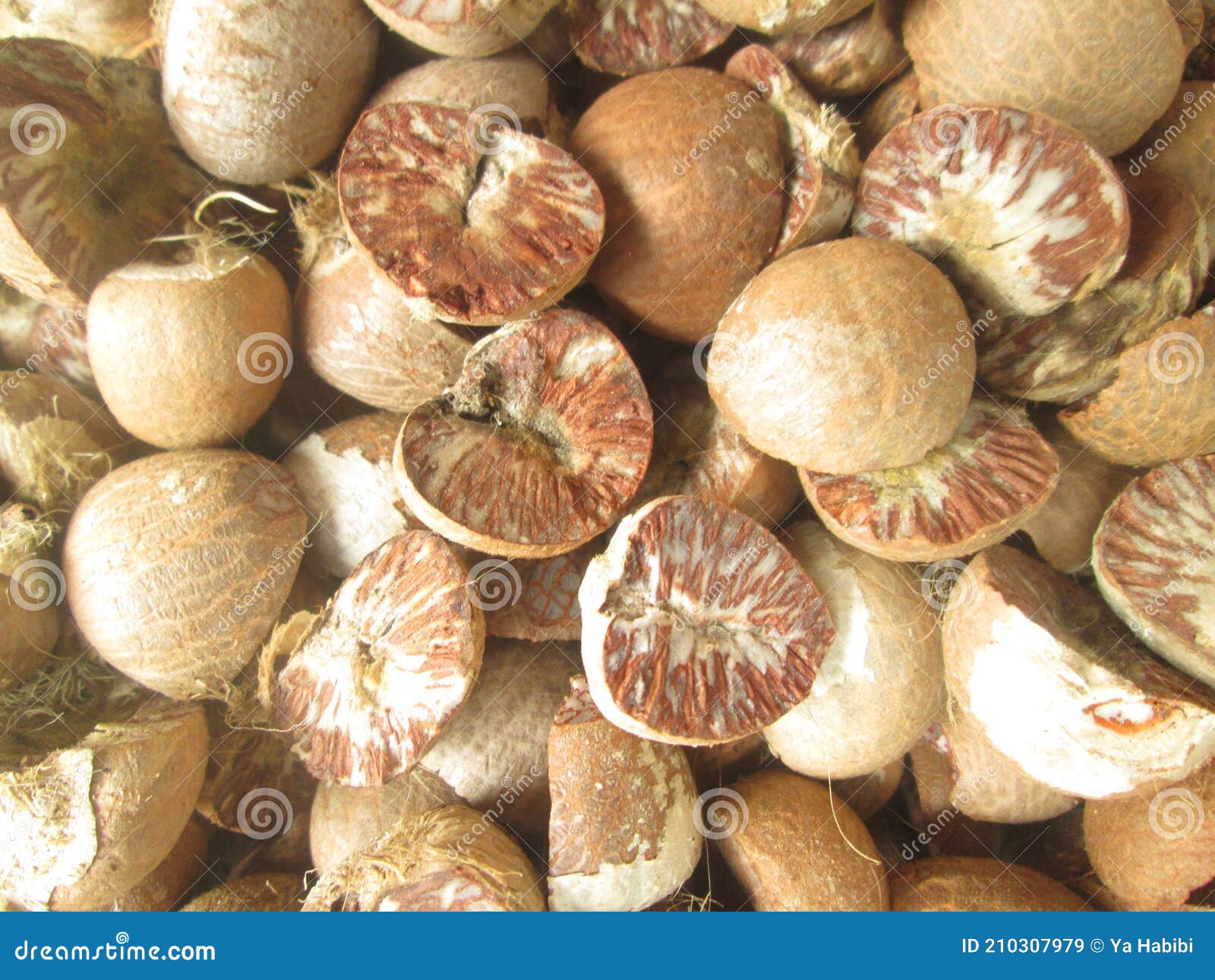A Stack of Dried Areca Nuts Stock Image - Image of plant, stack: 210307979