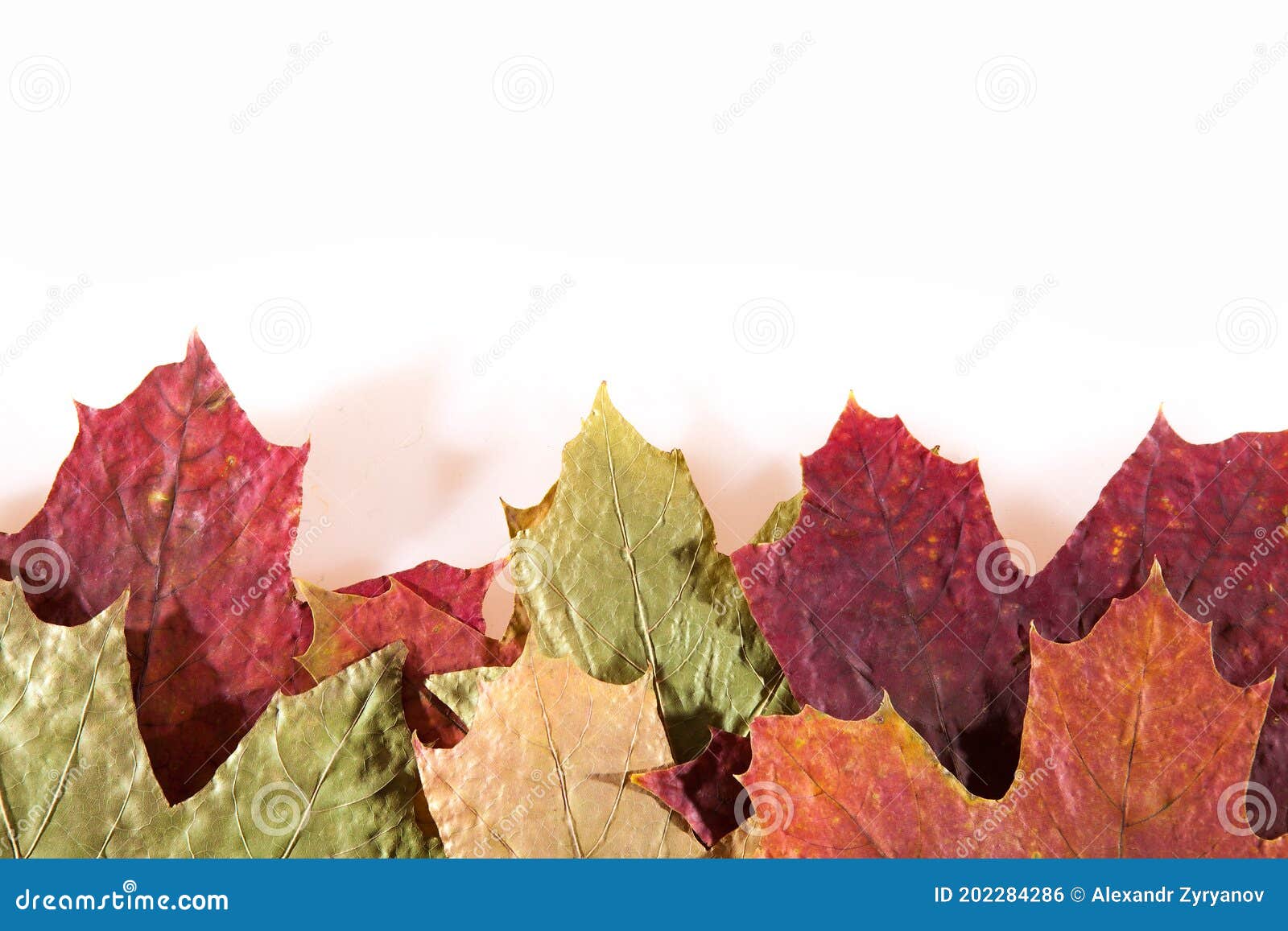 A Stack of Autumn Maple Leaves. White Background Stock Photo - Image of ...