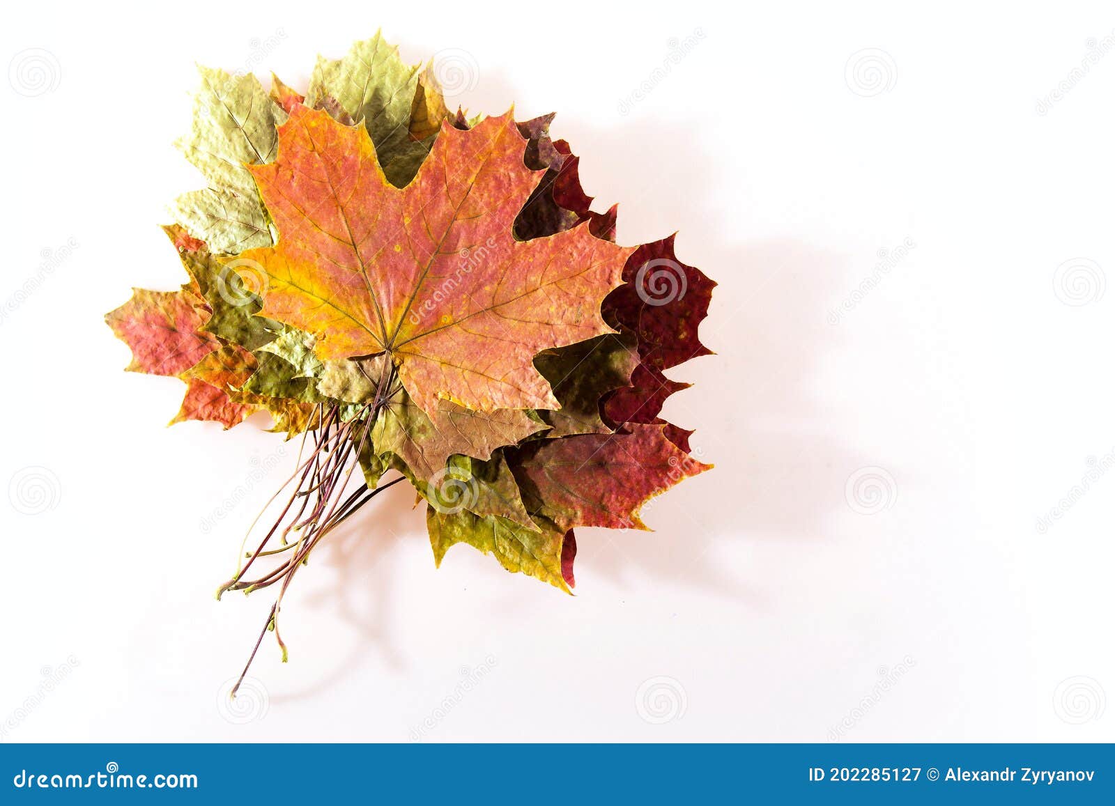 A Stack of Autumn Maple Leaves. White Background Stock Image - Image of ...