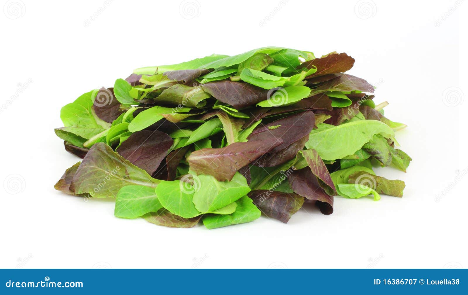 Stack of Baby Romaine Lettuce Stock Image - Image of developing ...