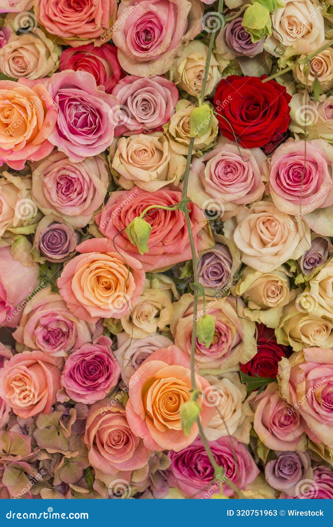Stack of Beautiful Pink Roses Stock Image - Image of natural, bloom ...