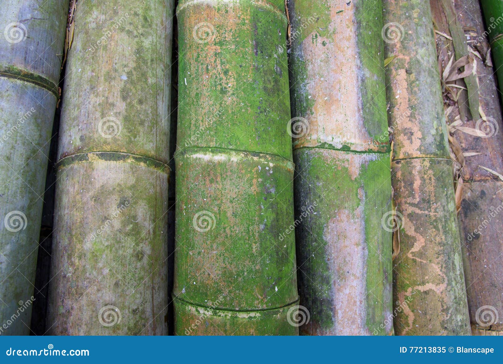 Stack of big bamboo stock image. Image of culture, fence - 77213835