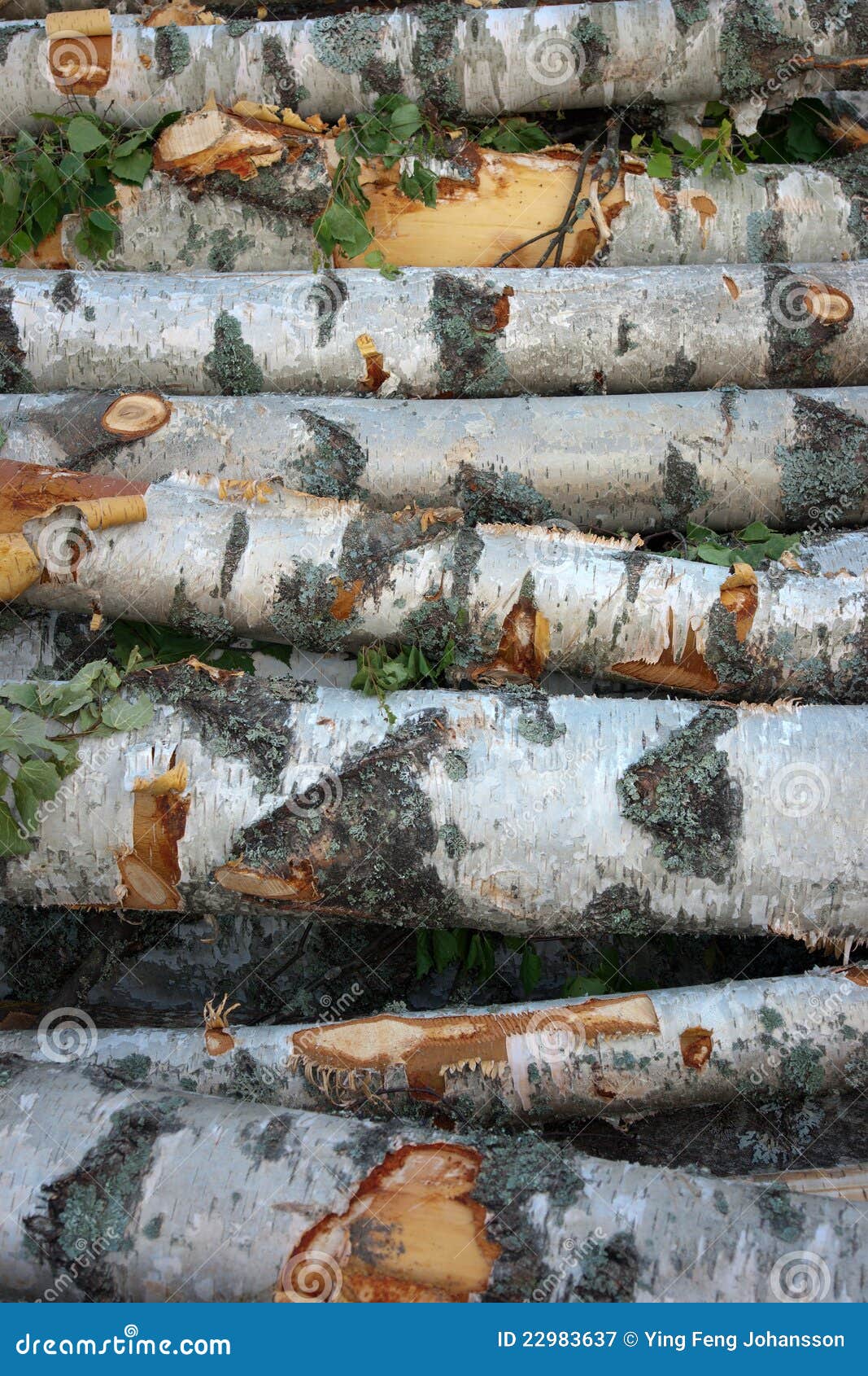 Stack of birch trees stock image. Image of bark, plant - 22983637