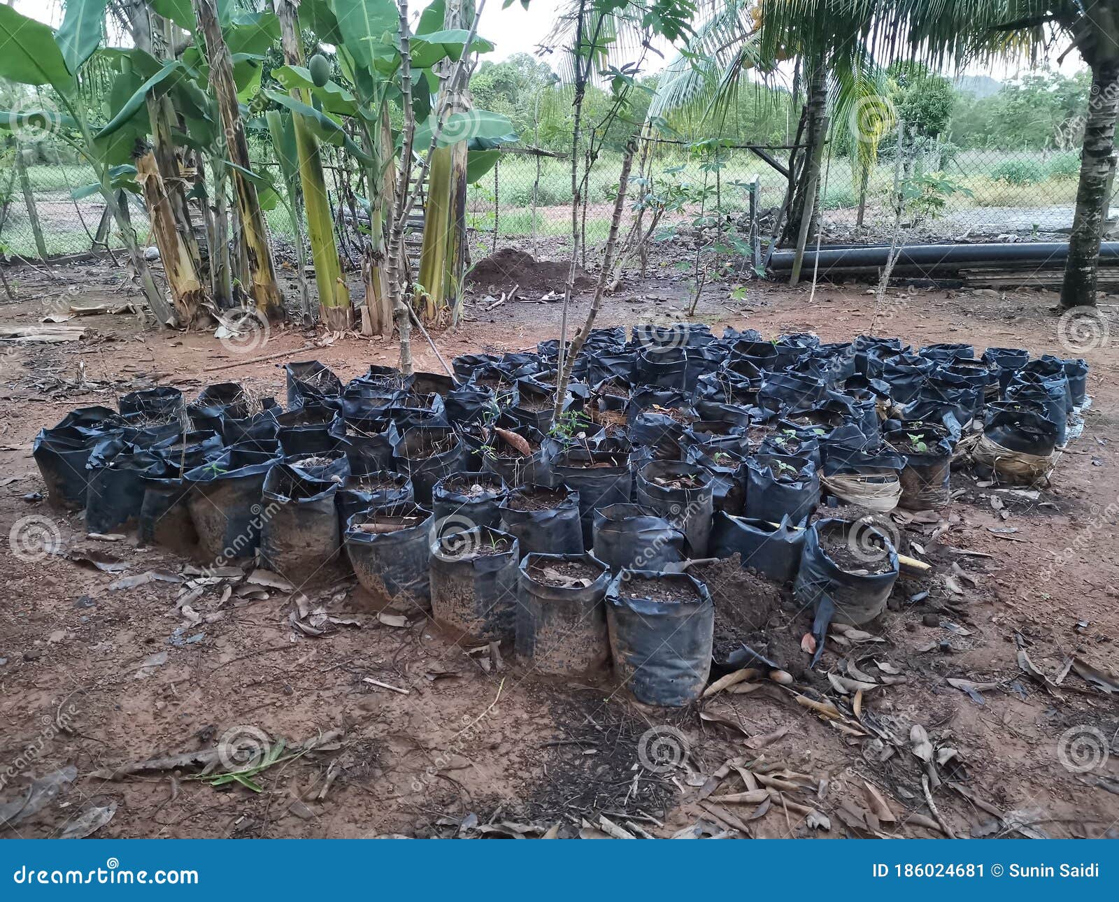 Poly Bags Filled With Soil For Planting Plants And Sowing Seeds In Them ...