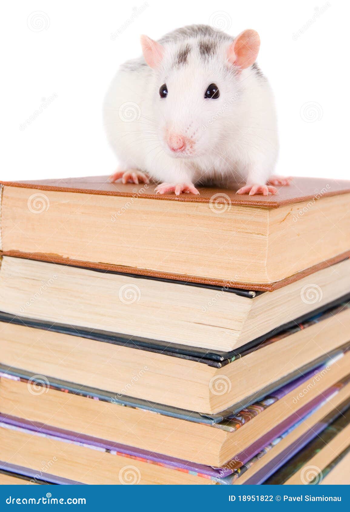 Stack of books and rat stock photo. Image of dirty, hardcover - 18951822