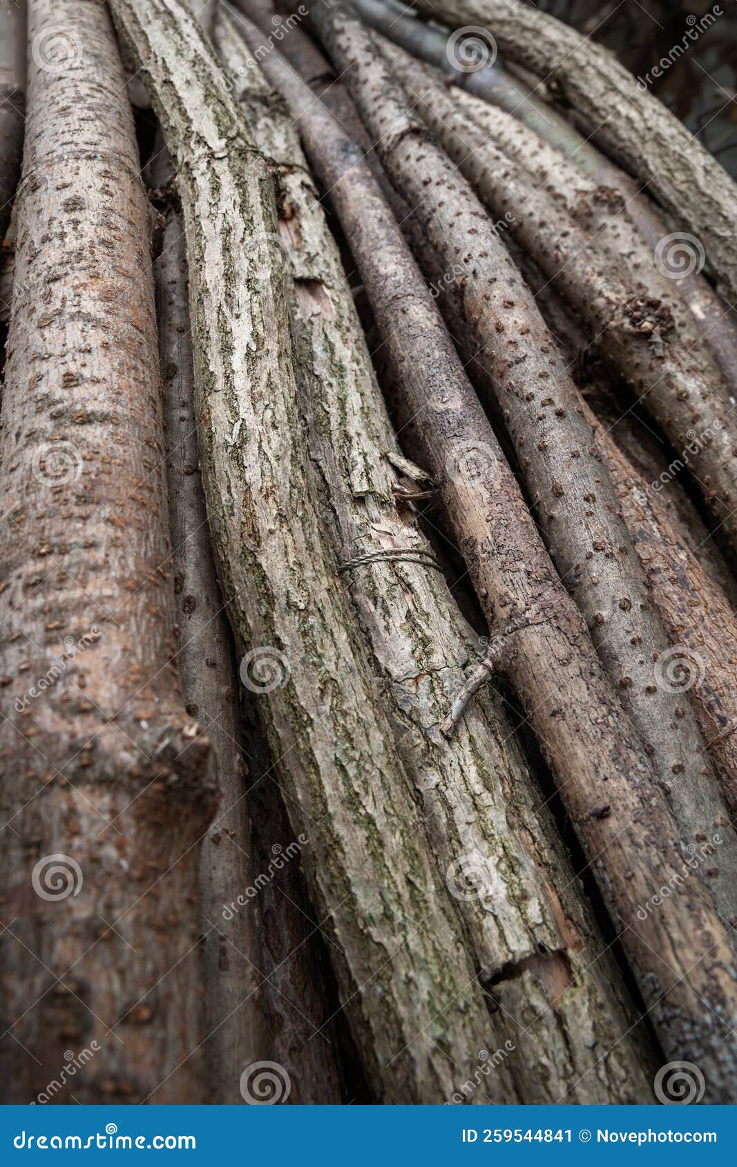 Stack of Branches. Cut Branches. Wood for a Fire Stock Image - Image of ...