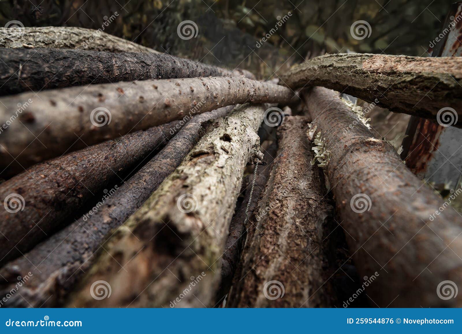 Stack of Branches. Sawn Branches. Firewood for a Fire Stock Photo ...