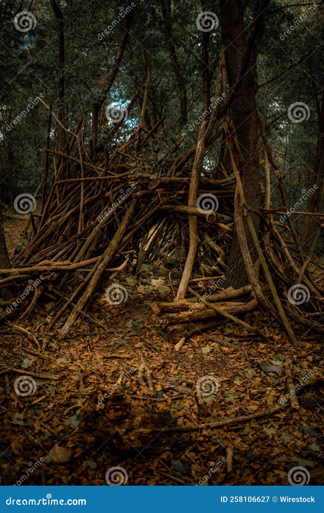 Stack of Broken Branches Next To Trees in a Forest during the Fall ...