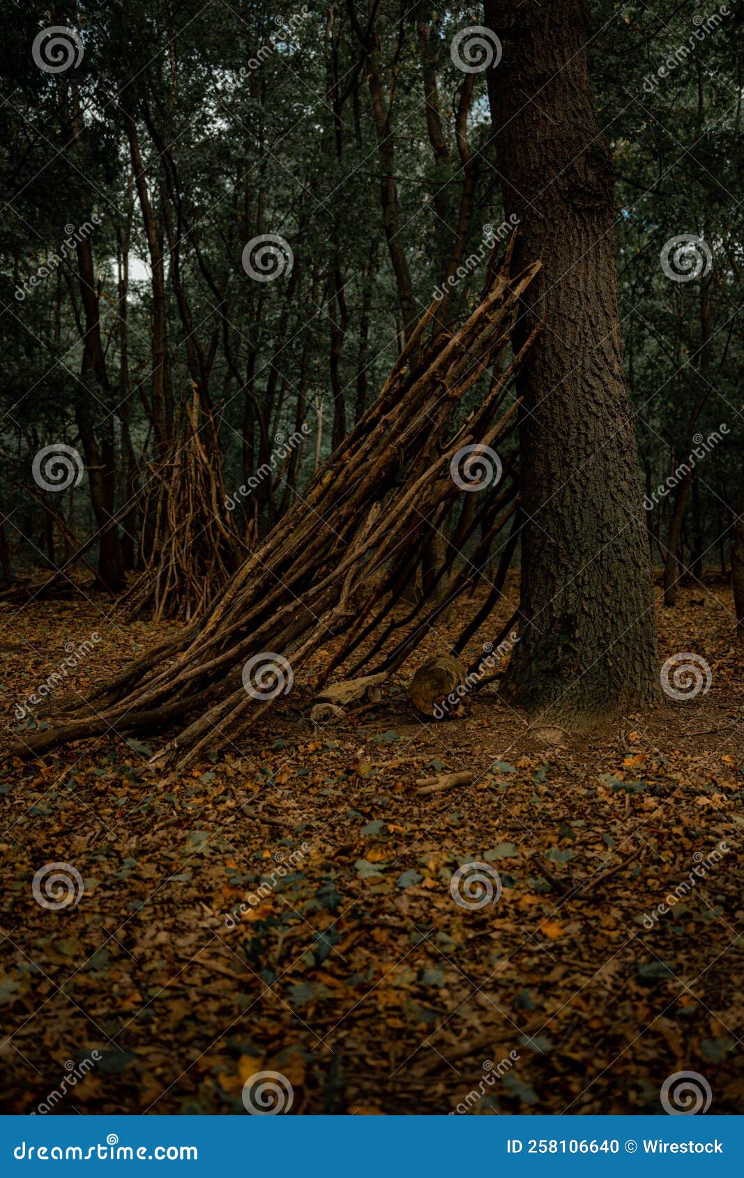 Stack of Broken Branches Next To Trees in a Forest during the Fall ...