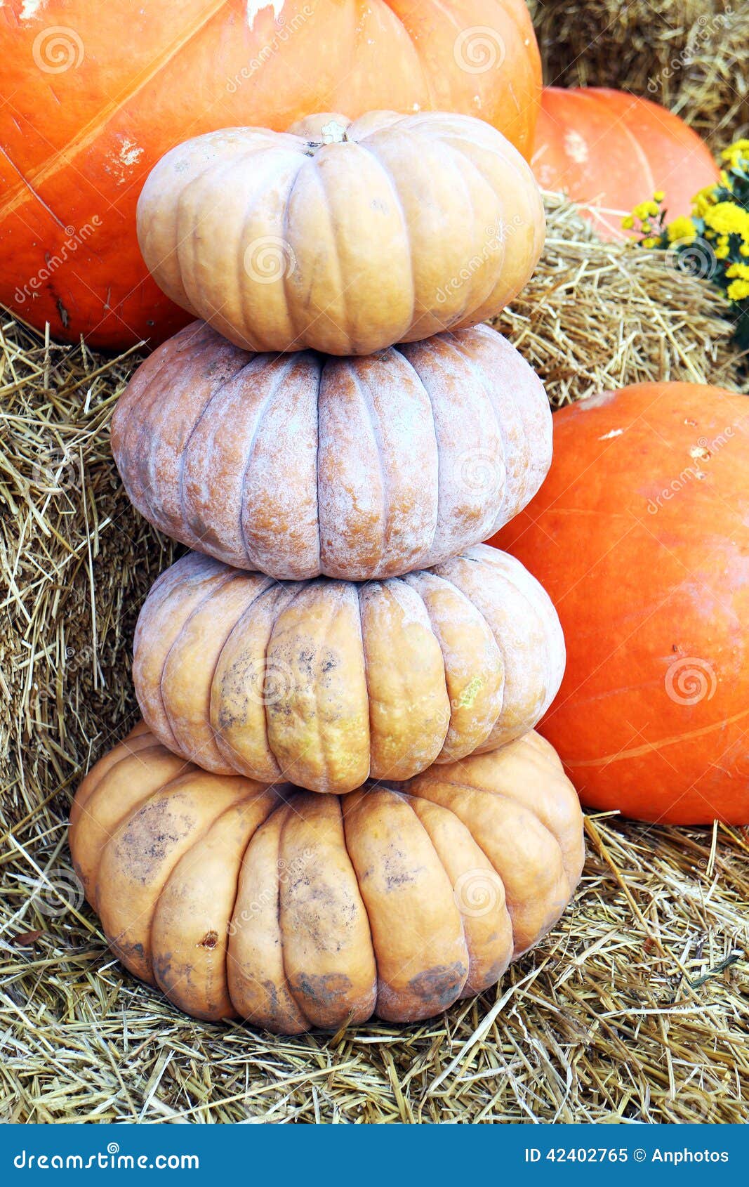 Stack of bumpy pumpkin stock image. Image of squash, patch - 42402765