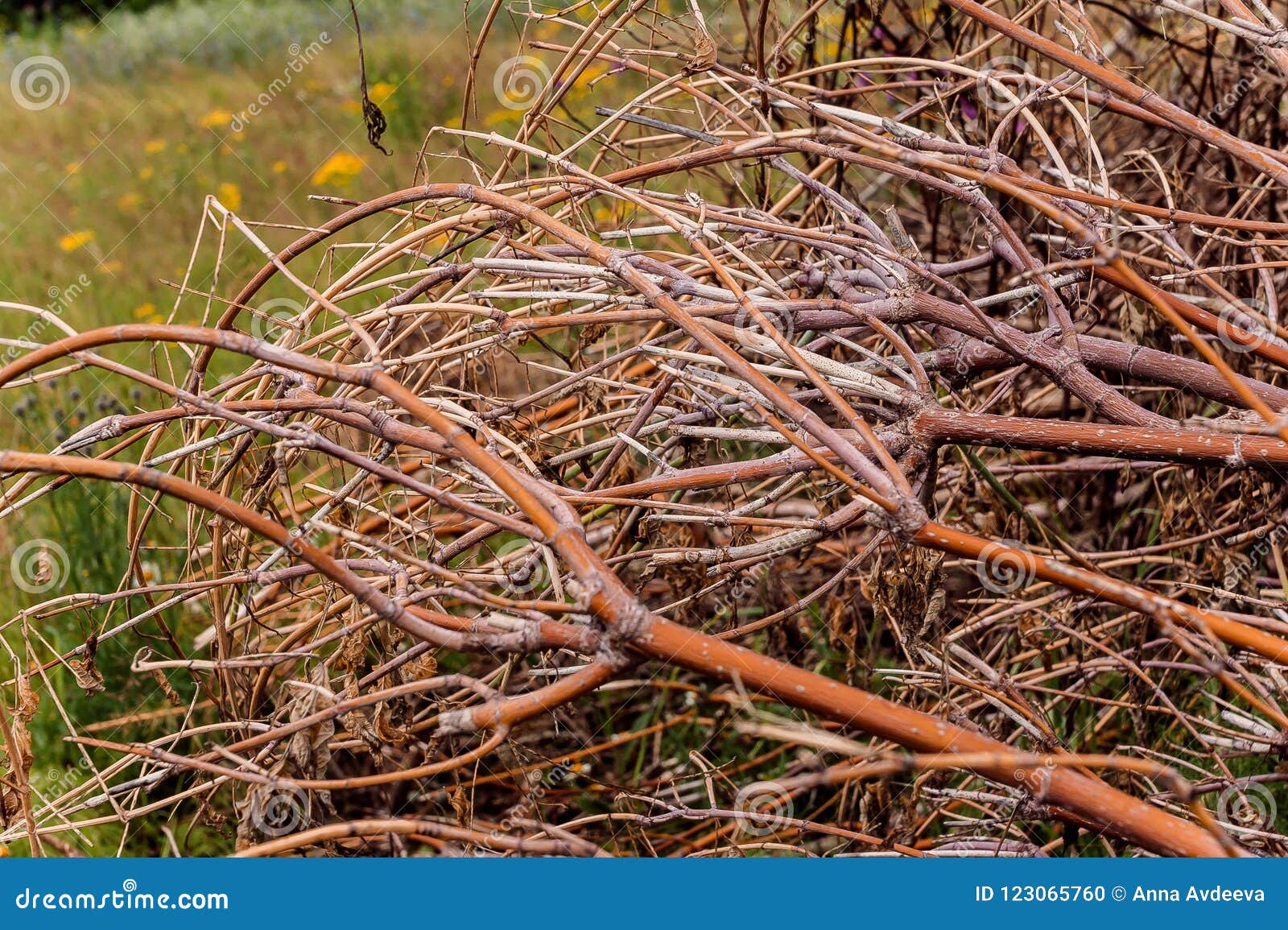 A Stack of Bush Branches Cut Stock Photo - Image of season, texture ...