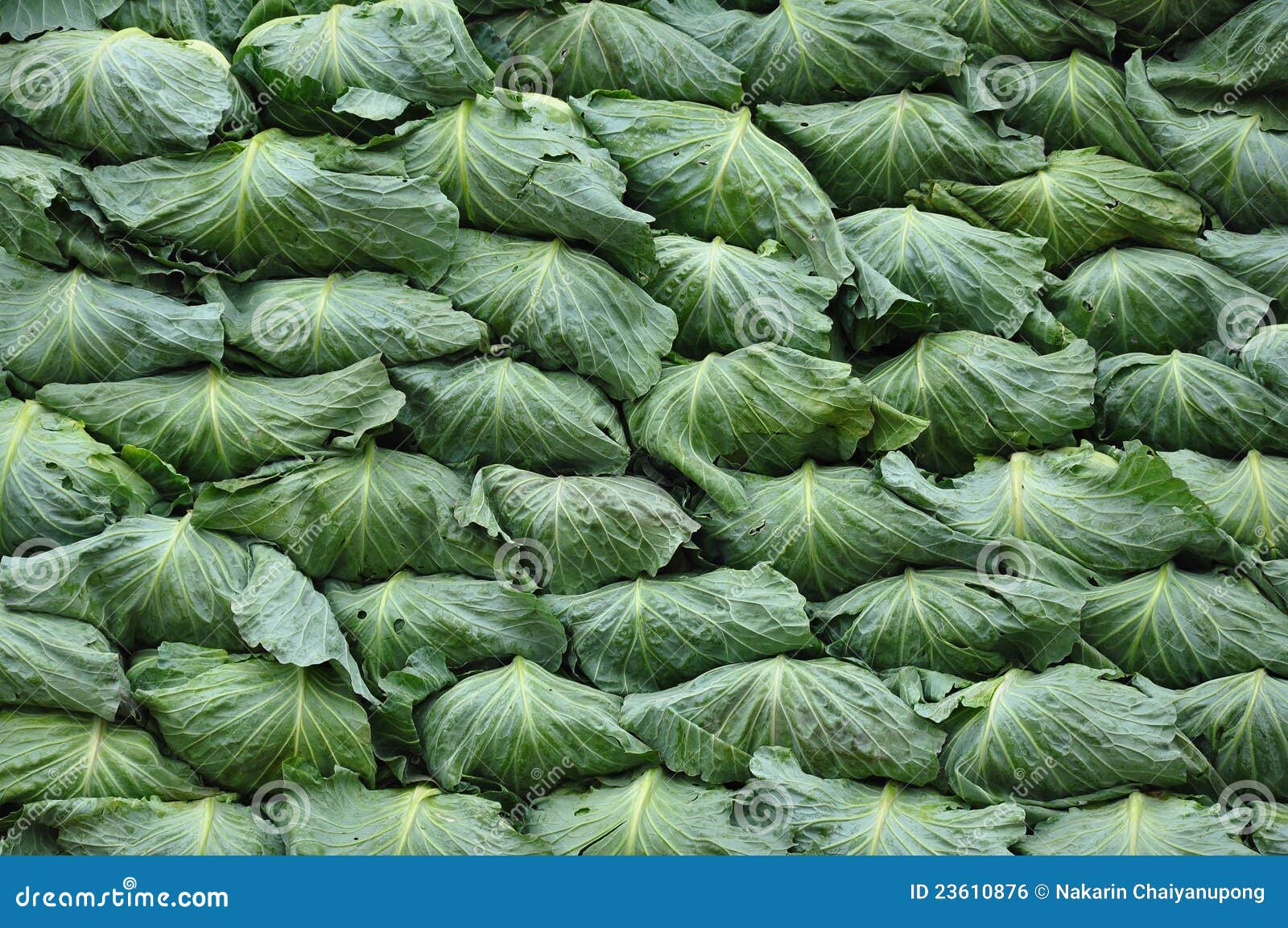 Stack of Cabbage in the Field Stock Photo - Image of outdoor, produce ...