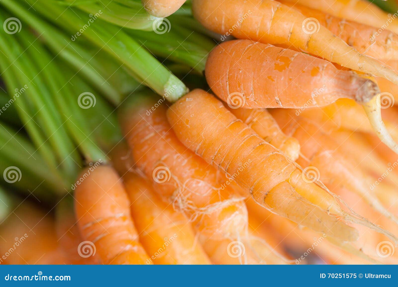 A Stack Of Carot Royalty-Free Stock Photo | CartoonDealer.com #70251585