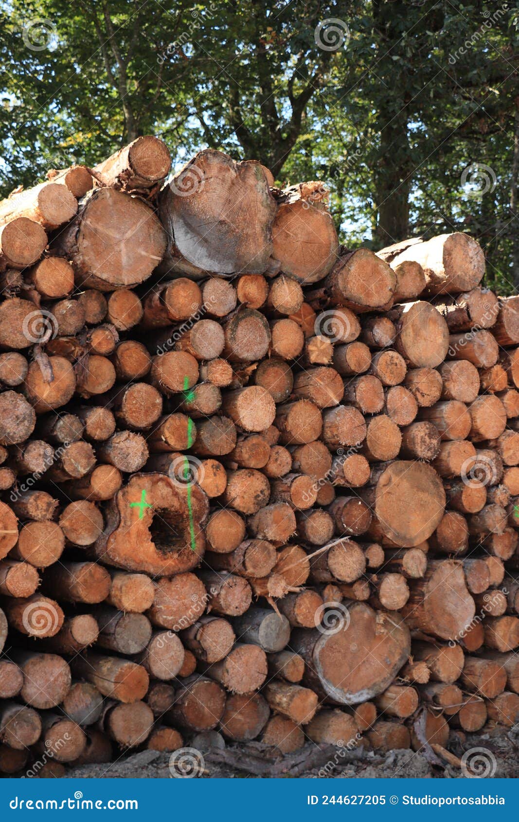 Stack of Chopped Firewood in Forest Stock Image - Image of burn, fuel ... Stack of Chopped Firewood in Forest Stock Image - Image of burn, fuel ...