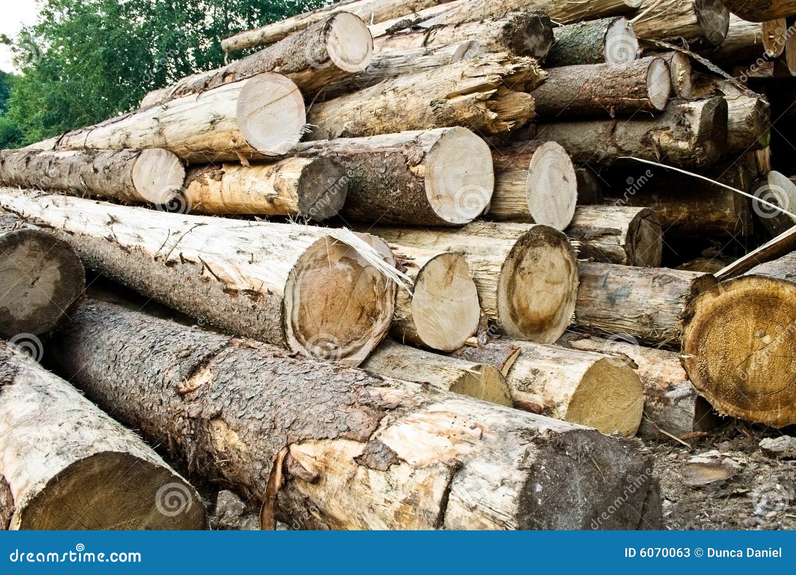 Stack of chopped trees stock image. Image of ecology, chop - 6070063