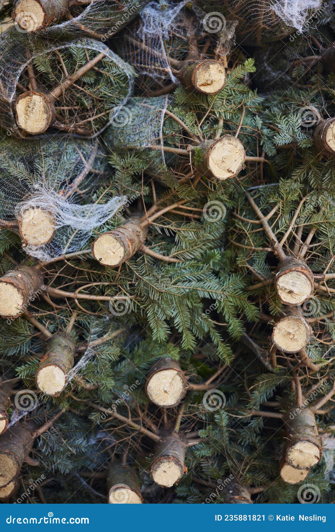 Stack of Christmas Trees Cut and in Nets Ready To Be Sold Stock Image ...