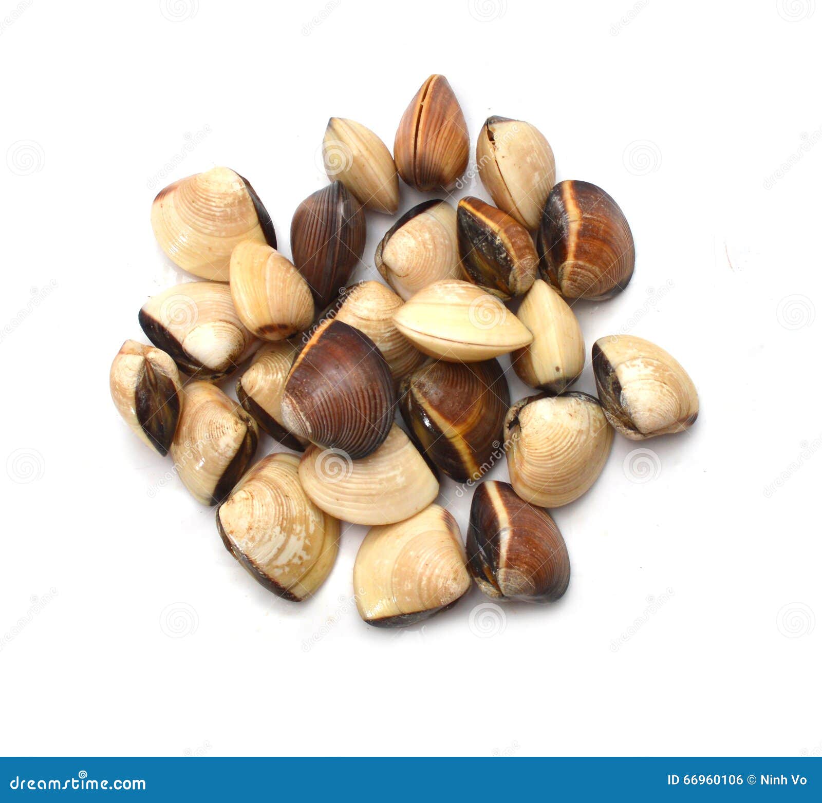 Stack Clams stock photo. Image of detail, fresh, shell - 66960106