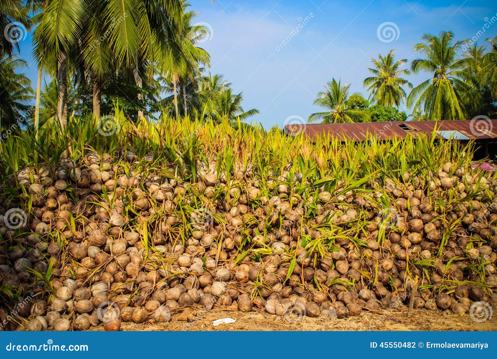 Stack of the Coconuts in Farm for Coconut Oil Stock Photo - Image of ...
