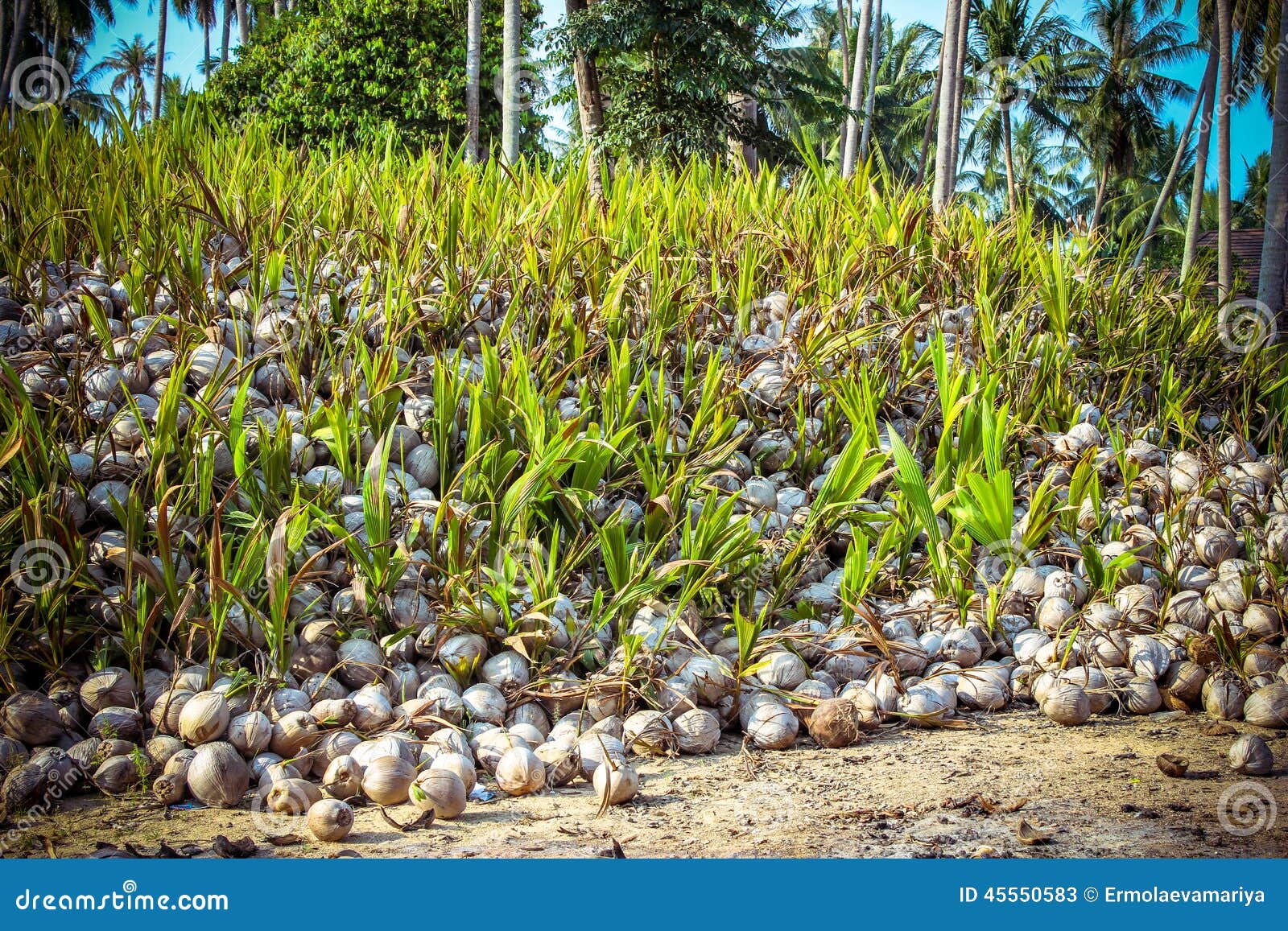 Stack of the Coconuts in Farm for Coconut Oil Stock Image - Image of ...