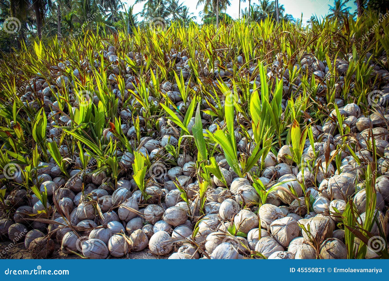 Stack of the Coconuts in Farm for Coconut Oil Stock Image - Image of ...