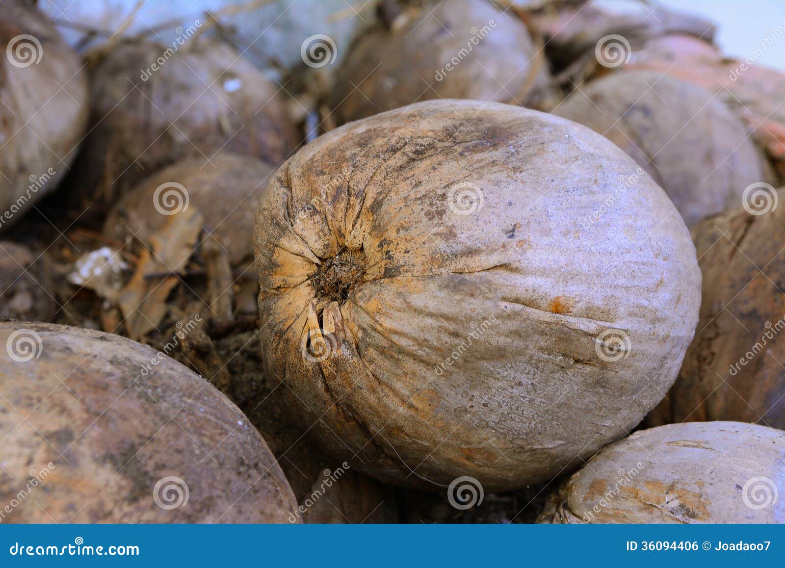 Stack of coconuts stock photo. Image of coconut, shell - 36094406