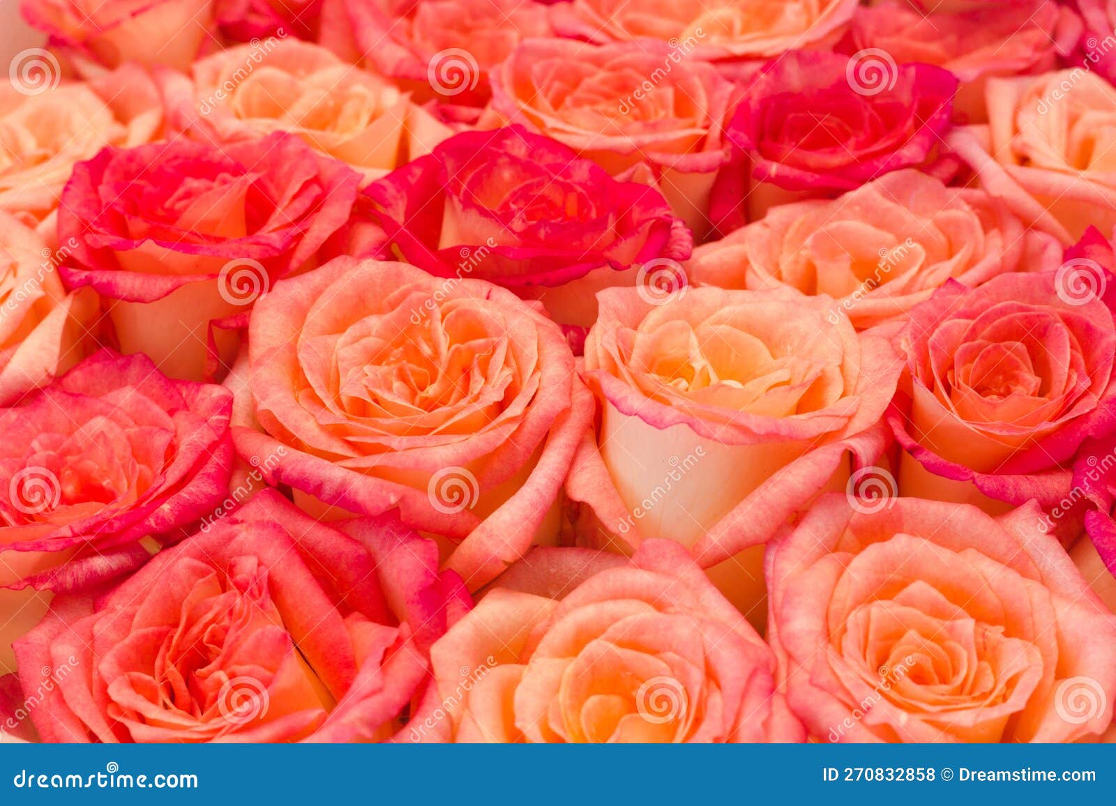 Stack of Colorful Rose Bouquet Stock Photo - Image of decoration ...