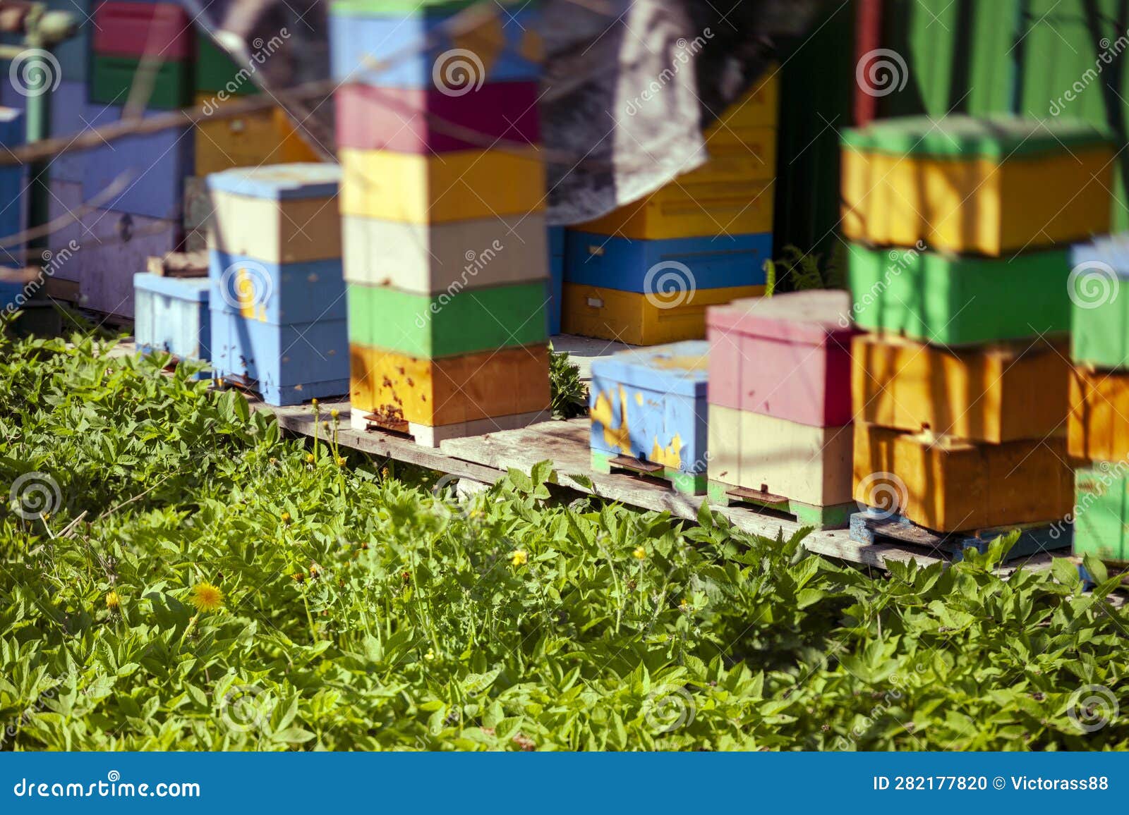 Stack of colourful hives stock photo. Image of beehives - 282177820